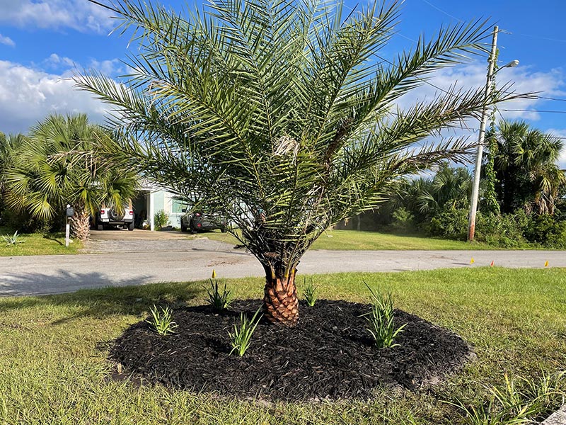 Palm Tree And Plant Nursery Panama City Palm Brothers 850 215 0321
